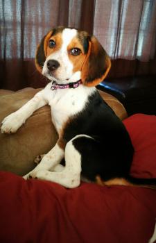 Courbe de croissance du chiot Roxy, Beagle, Femelle