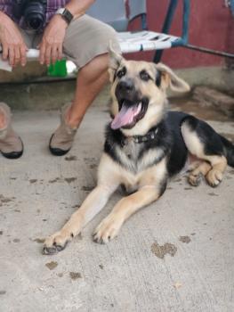 Puppy growth chart Sammy, German Shepherd Dog, Male