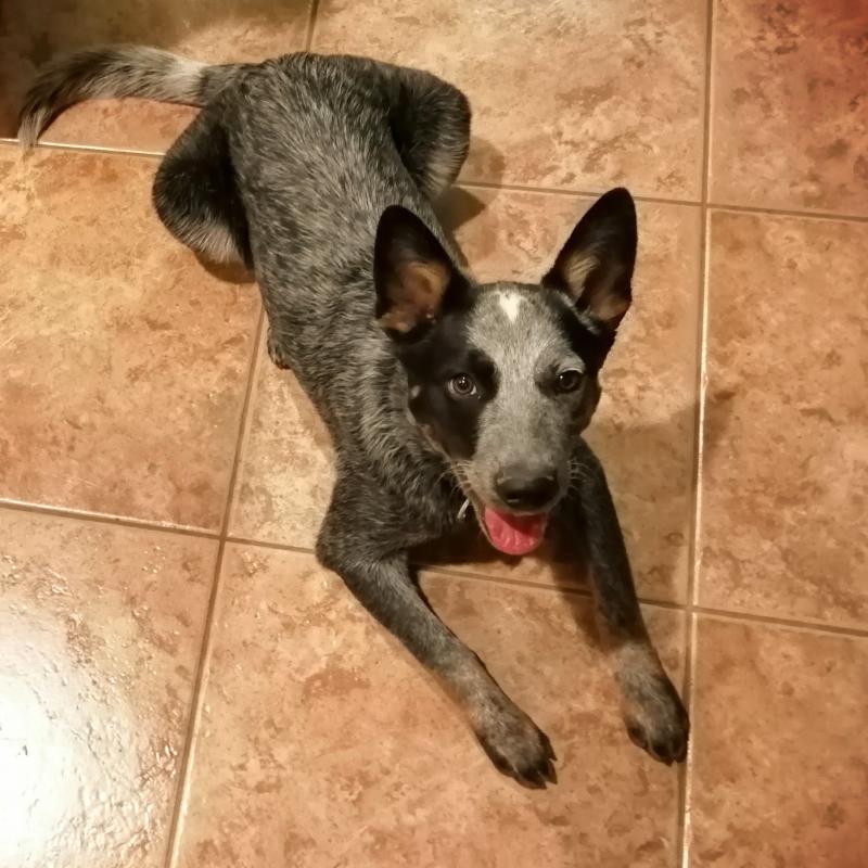 Puppy growth chart Ruckus, Australian Cattle Dog, Male