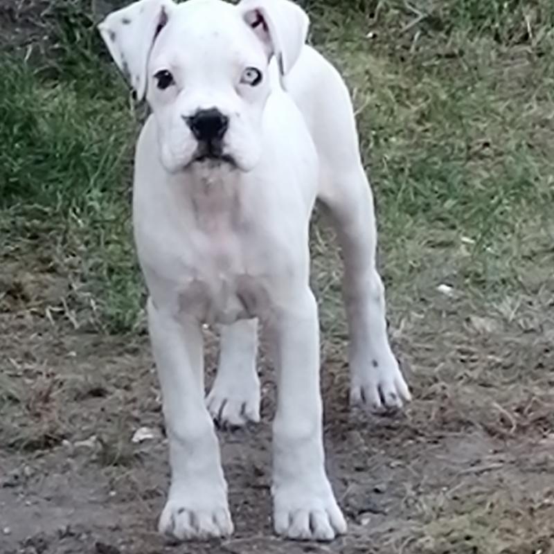 Puppy growth chart Roxy, Boxer, Female