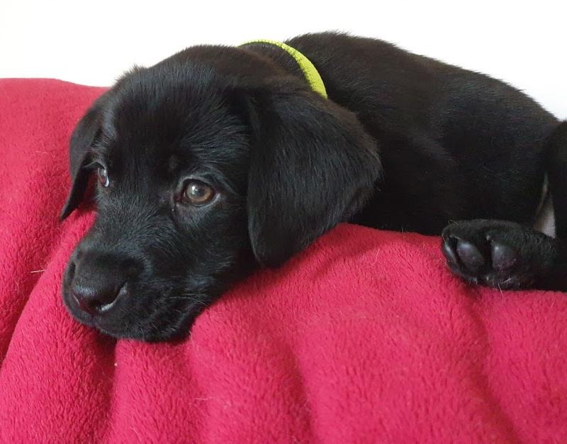 Courbe de croissance du chiot Ruben, Labrador, Mâle
