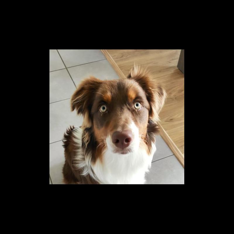 Courbe de croissance du chiot Rose, Berger Australien, Femelle