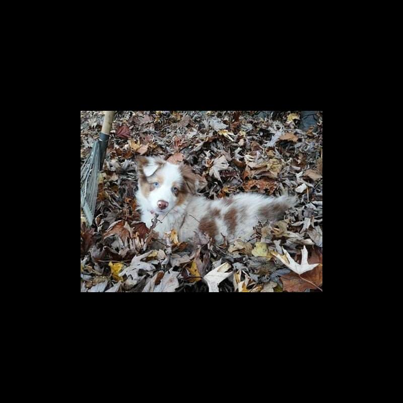 Courbe de croissance du chiot rose, Berger Australien, Femelle