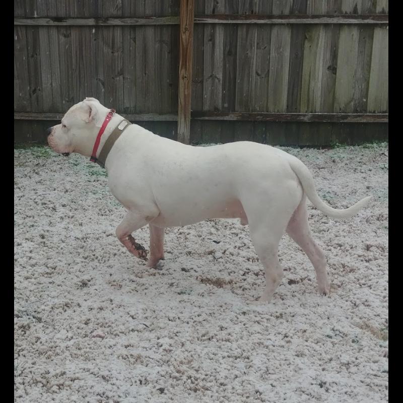 Crecimiento Dogo Argentino - Tabla de peso del cachorro Dogo Argentino