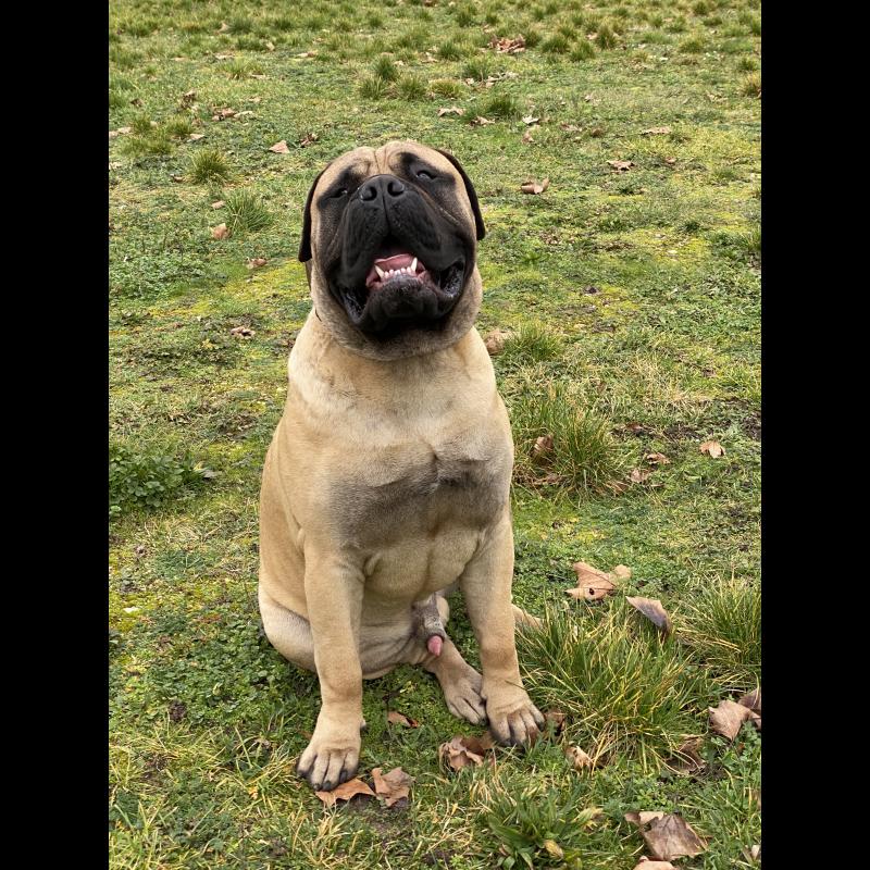 Puppy growth chart Roy, Bullmastiff, Male