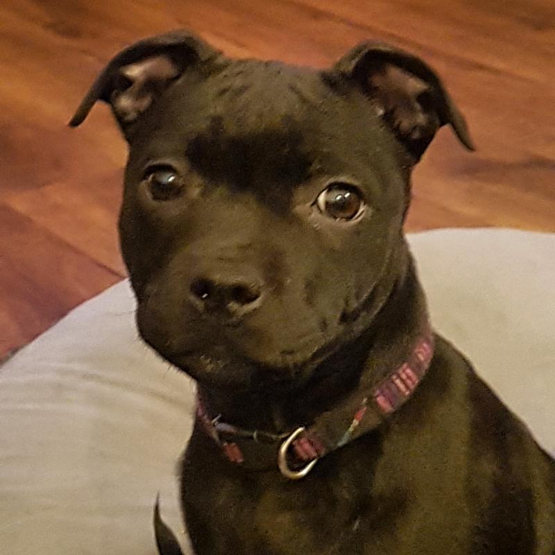 Growth Staffordshire Bull Terrier - Puppy weight chart Staffordshire ...