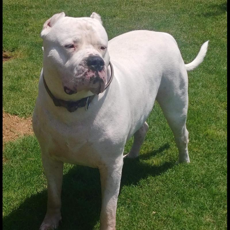 Growth Dogo Argentino - Puppy weight chart Dogo Argentino