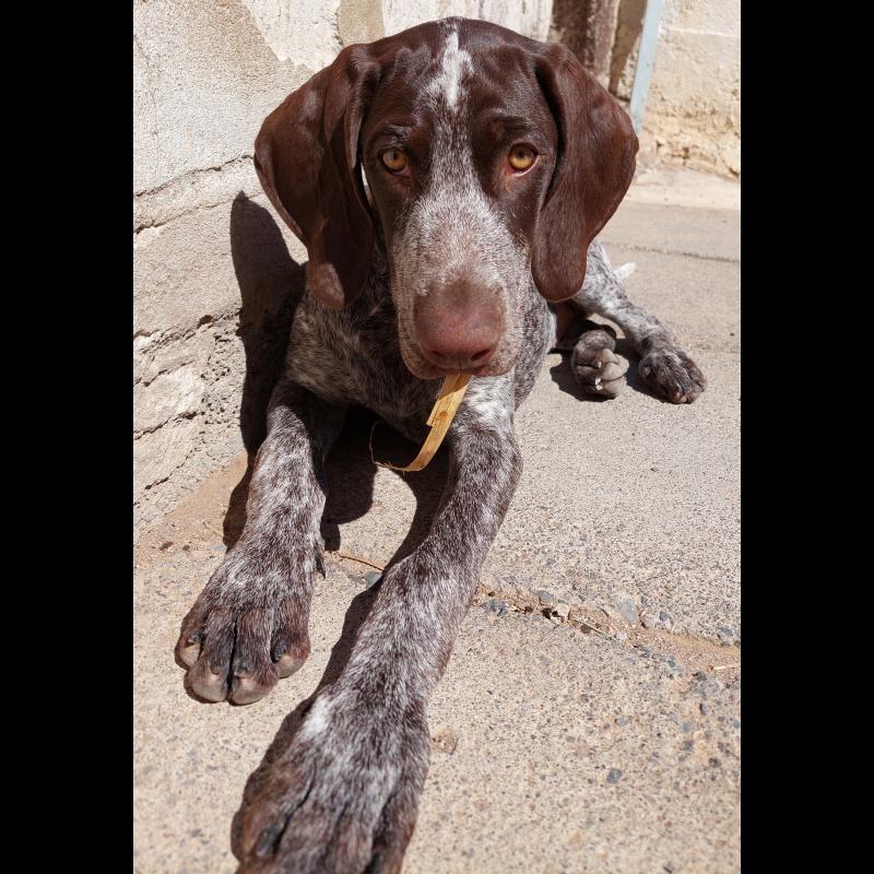Growth German Shorthaired Pointer - Puppy weight chart German ...