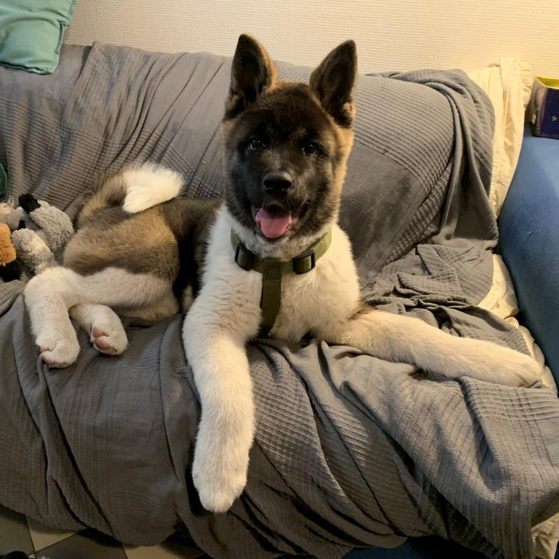 Courbe de croissance du chiot Tsuki, Akita Inu, Femelle