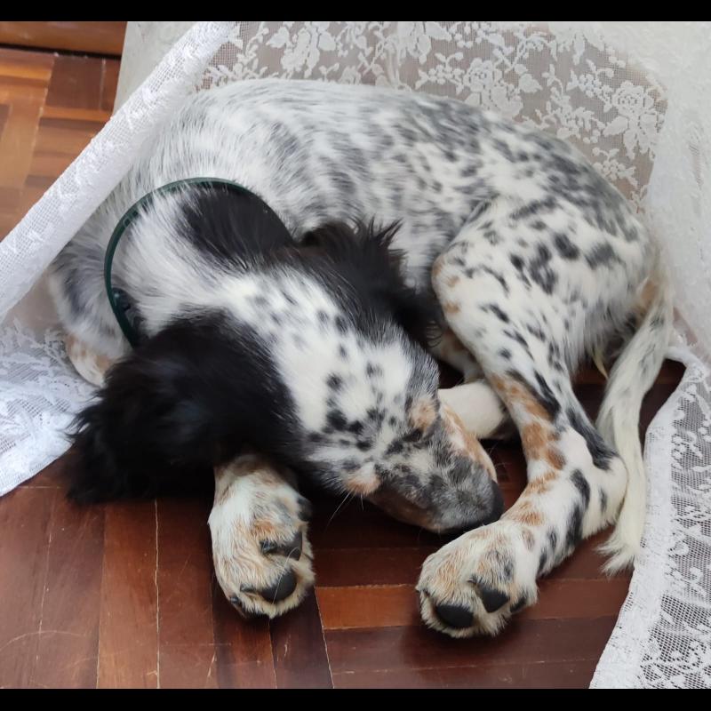 Growth English Setter - Puppy weight chart English Setter
