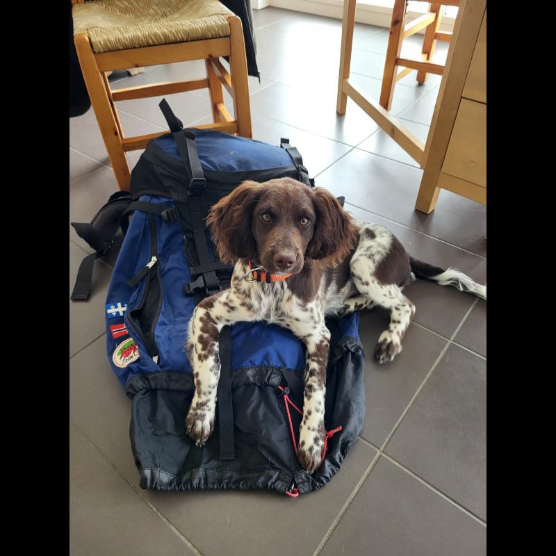 Growth English Springer Spaniel - Puppy weight chart English Springer ...