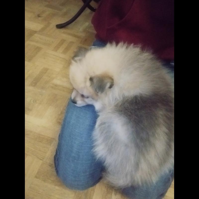 Growth Spitz - Puppy weight chart Spitz