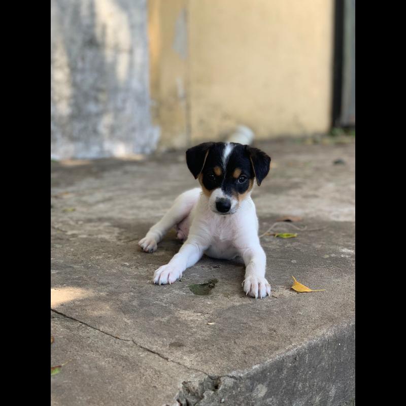 Growth Jack Russell - Puppy weight chart Jack Russell