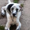 Growth English Setter - Puppy weight chart English Setter