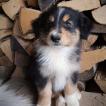 Growth Australian Shepherd Dog - Puppy weight chart Australian Shepherd Dog