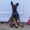 Growth Malinois Shepherd Dog - Puppy weight chart Malinois Shepherd Dog